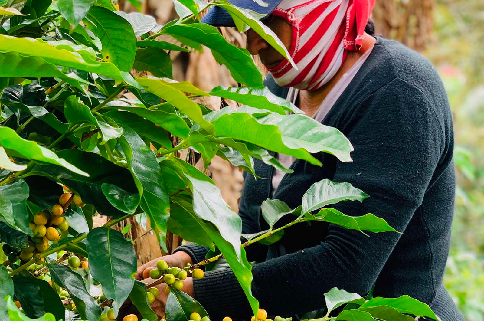 Our Story – Fidela Coffee Roasters